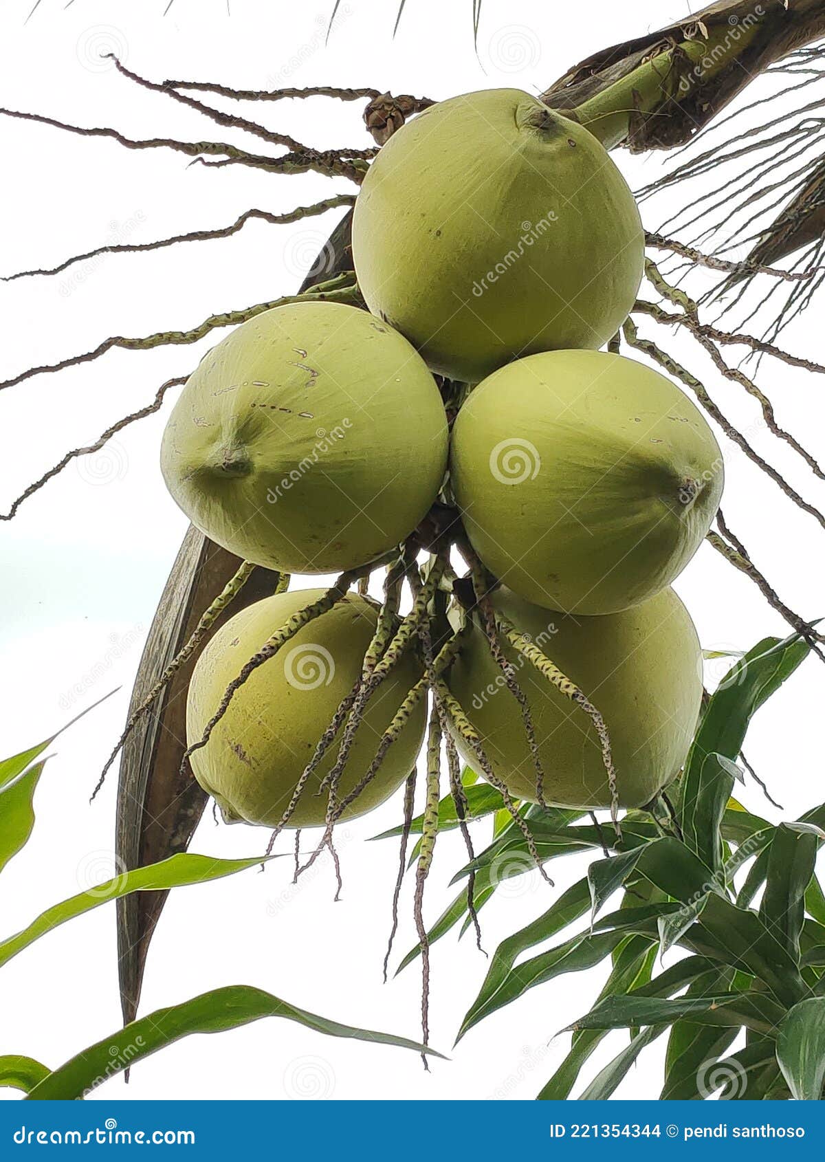 Coconut bird beach stock photo. Image of evergreen, plant - 221354344