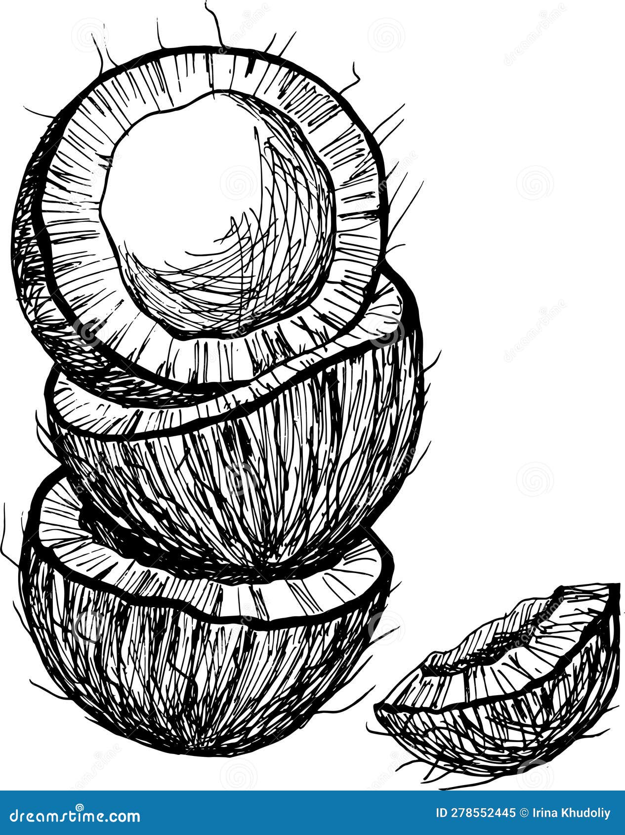 Coconut Black And White Vector Set Isolated On A White Background ...