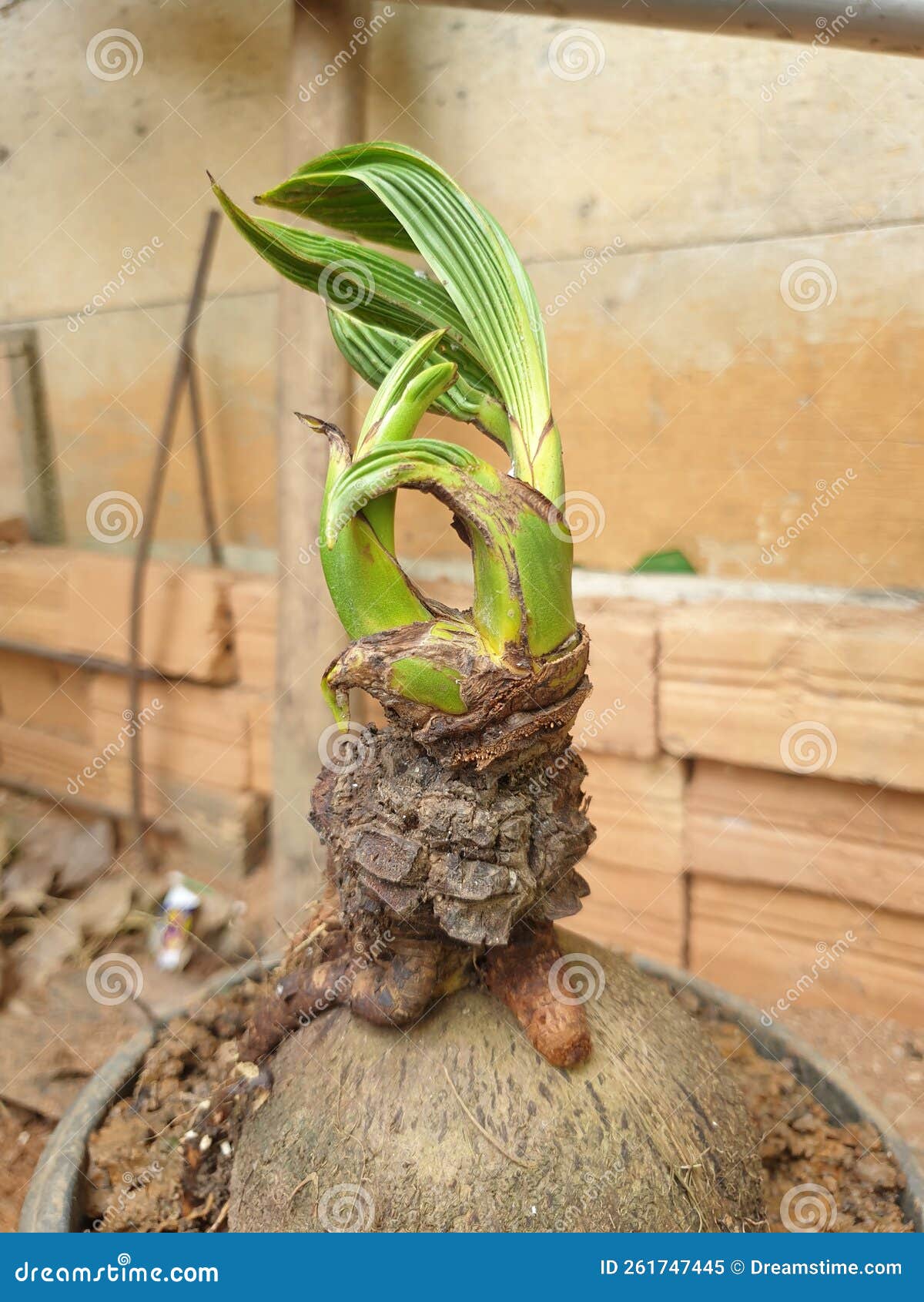 Coconut bonsai stock image. Image of bonsai, cocopandan - 261747445