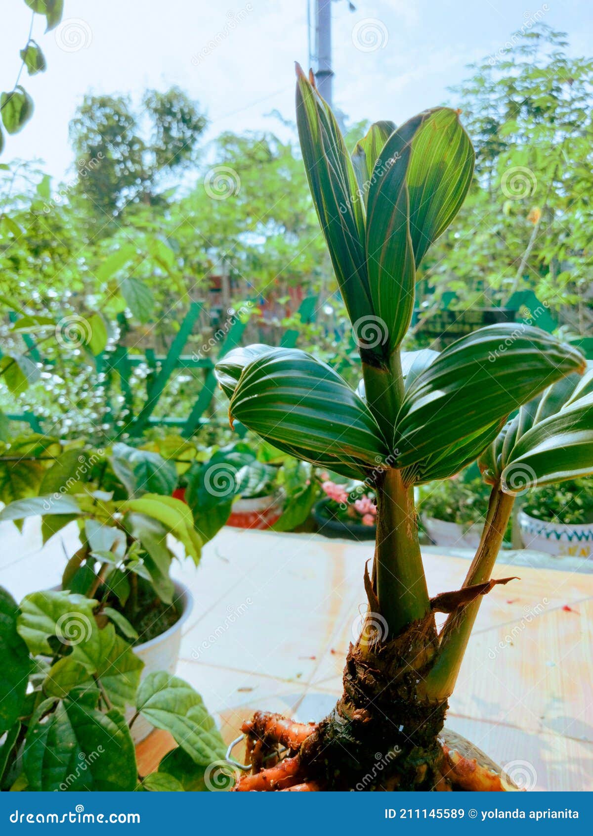 Coconut bonsai stock image. Image of tree, branch, vegetation - 211145589