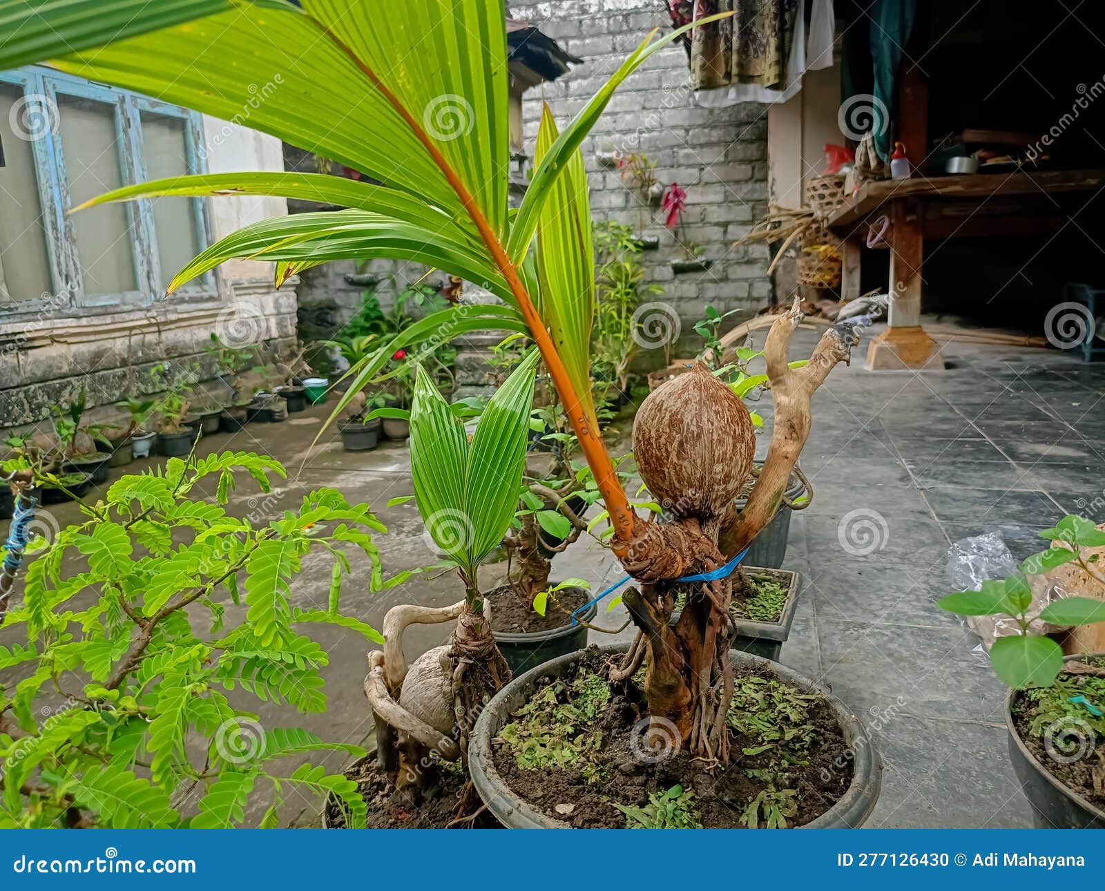 Coconut Bonsai Planted in Pots, Mini Coconuts Stock Photo - Image of ...