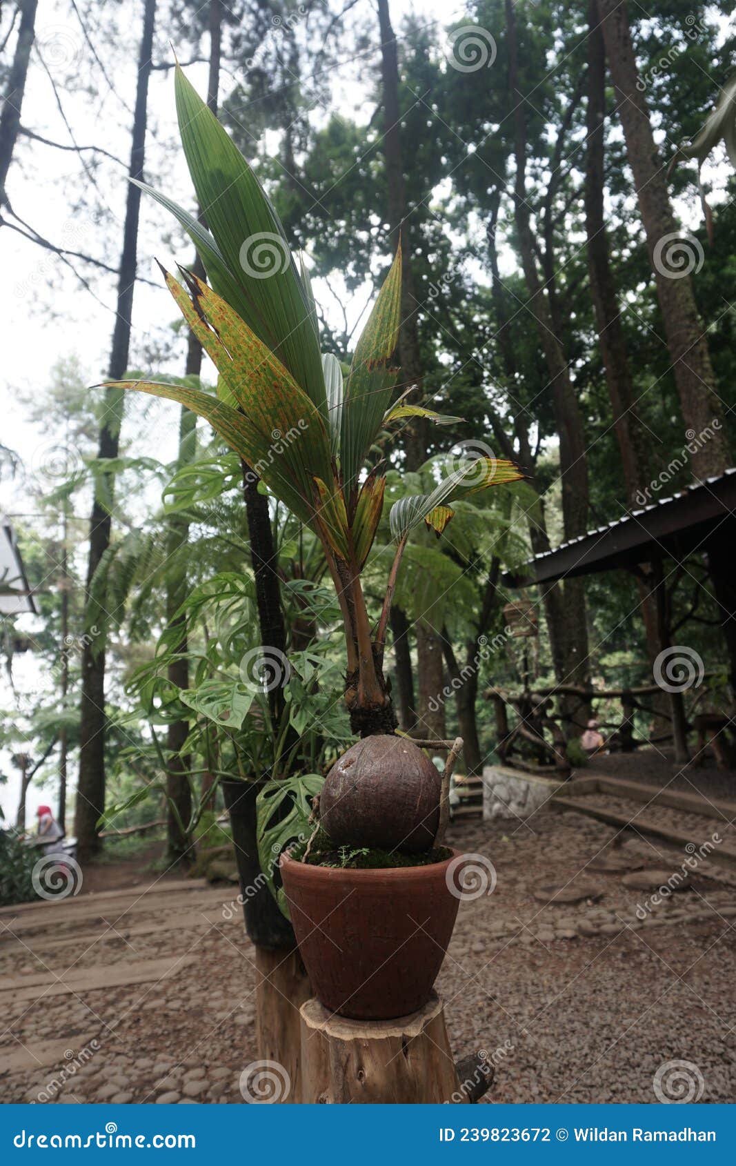 Coconut Bonsai Tree in Natural Shades Stock Photo - Image of tree ...