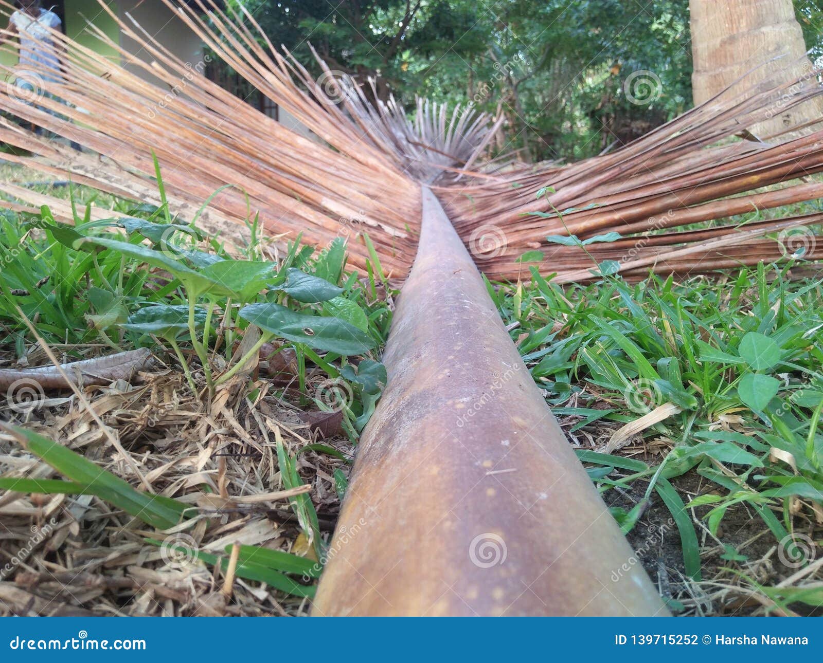 Coconut branch stock photo. Image of floor, coconut - 139715252