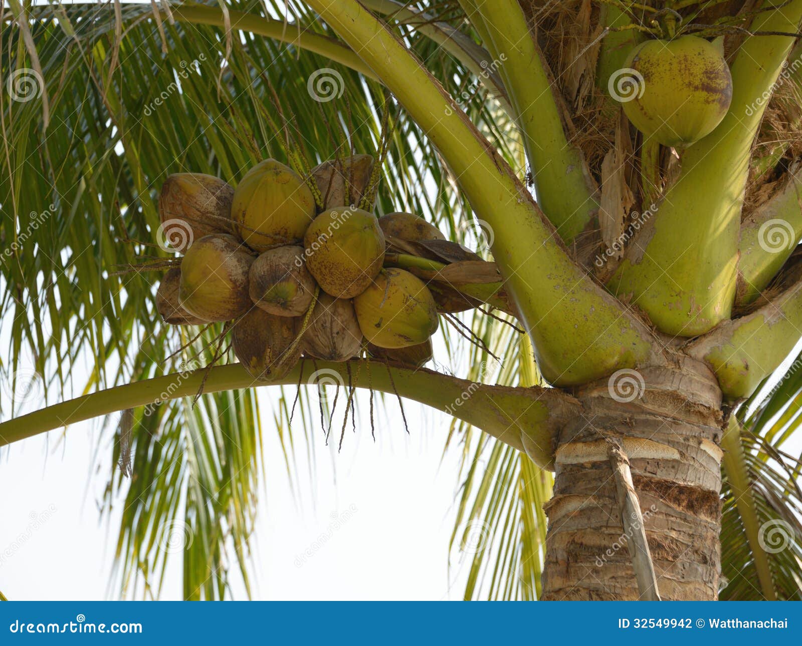 Coconut on branch. stock photo. Image of nature, fruit - 32549942