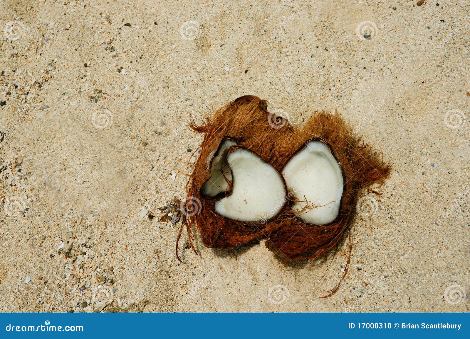 Coconut, Broken Open on Sand. Stock Photo - Image of photograph, white ...