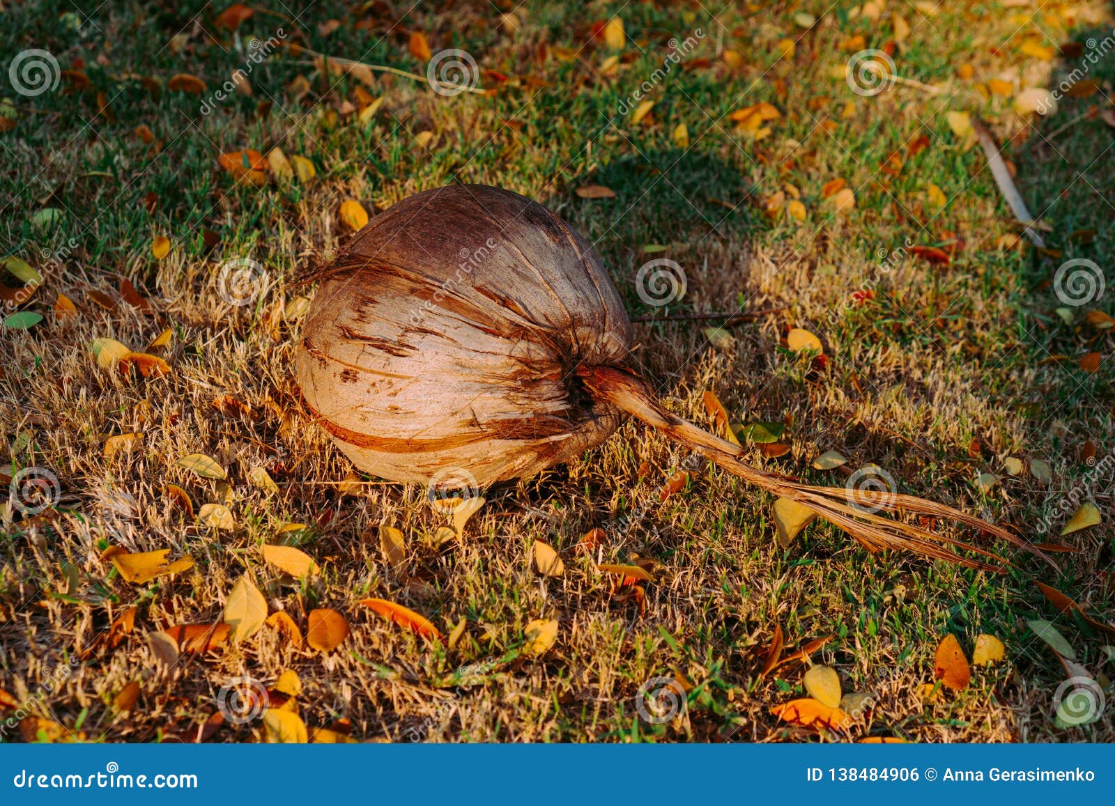 Coconut in the Brown Shell stock photo. Image of nature - 138484906
