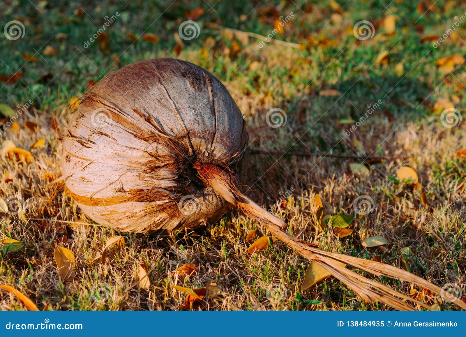 Coconut in the Brown Shell stock image. Image of tropical - 138484935