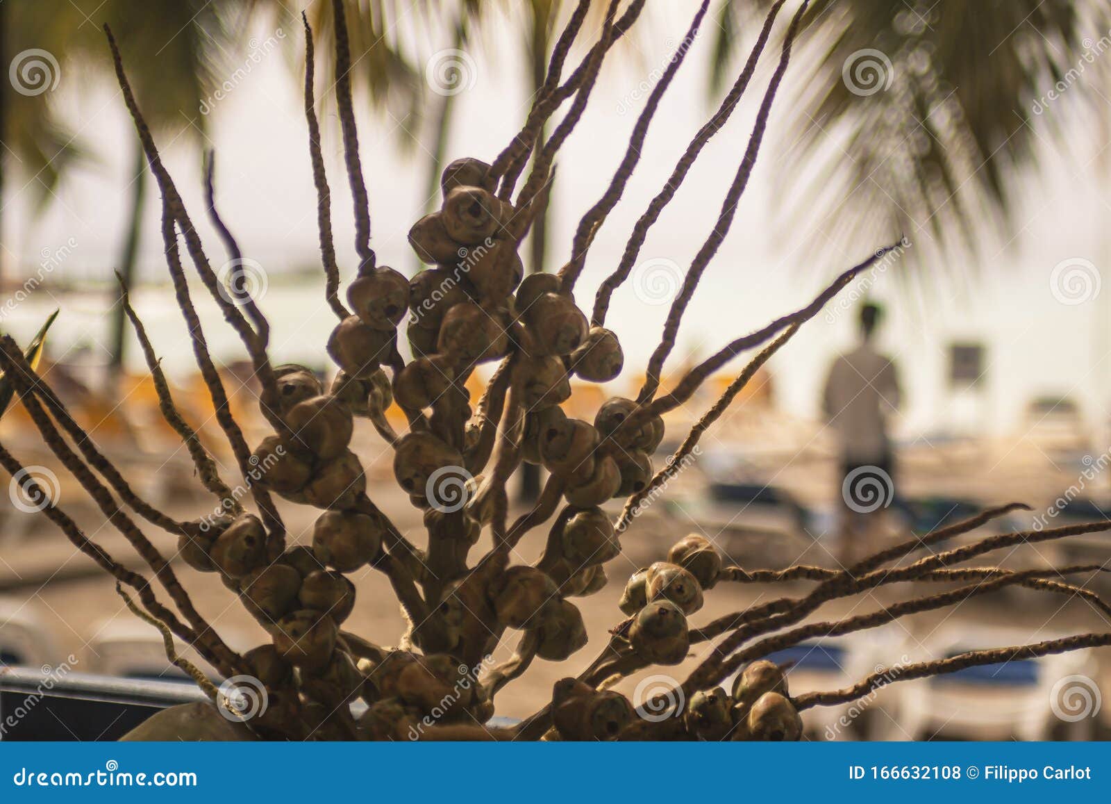 Coconut buds detail stock photo. Image of coco, climate - 166632108