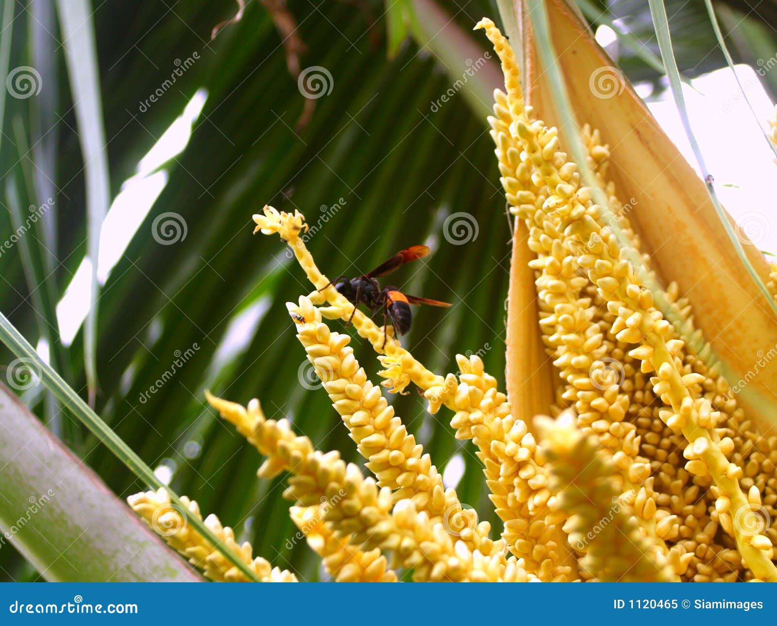 Coconut and bug 1 stock image. Image of tree, plant, nature - 1120465