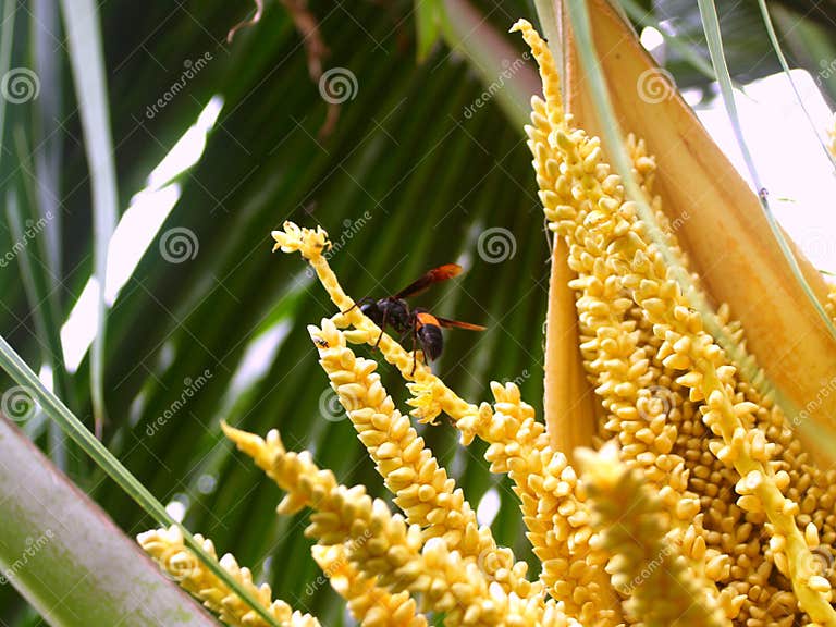 Coconut and bug 1 stock image. Image of tree, plant, nature - 1120465