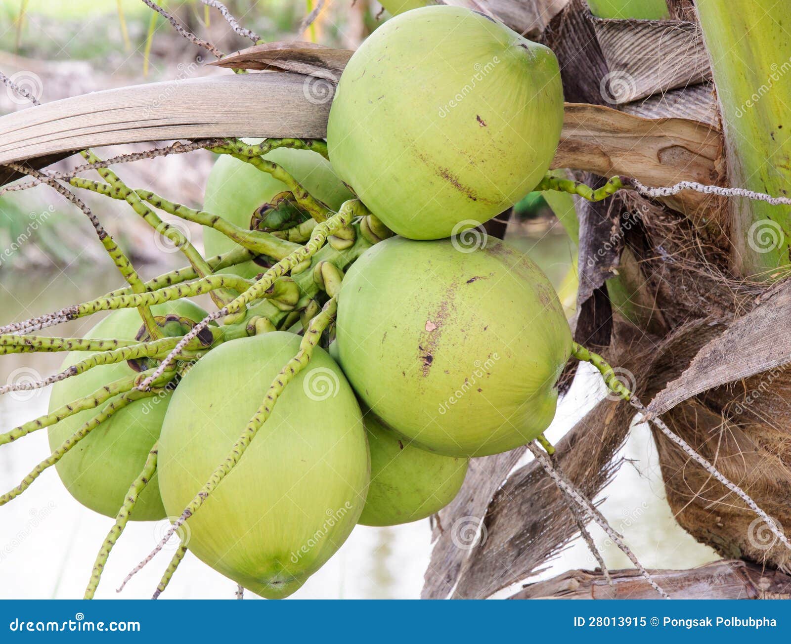Coconut bunch stock image. Image of delicate, botany - 28013915