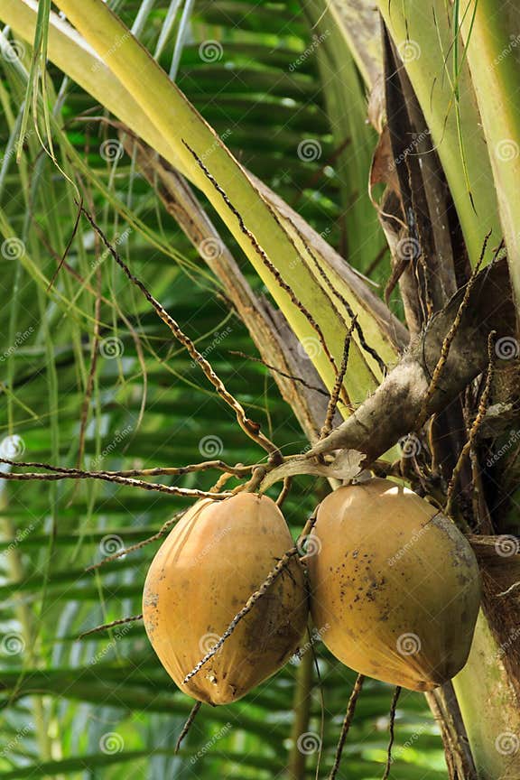 Coconut bunch stock photo. Image of green, food, growing - 31517368