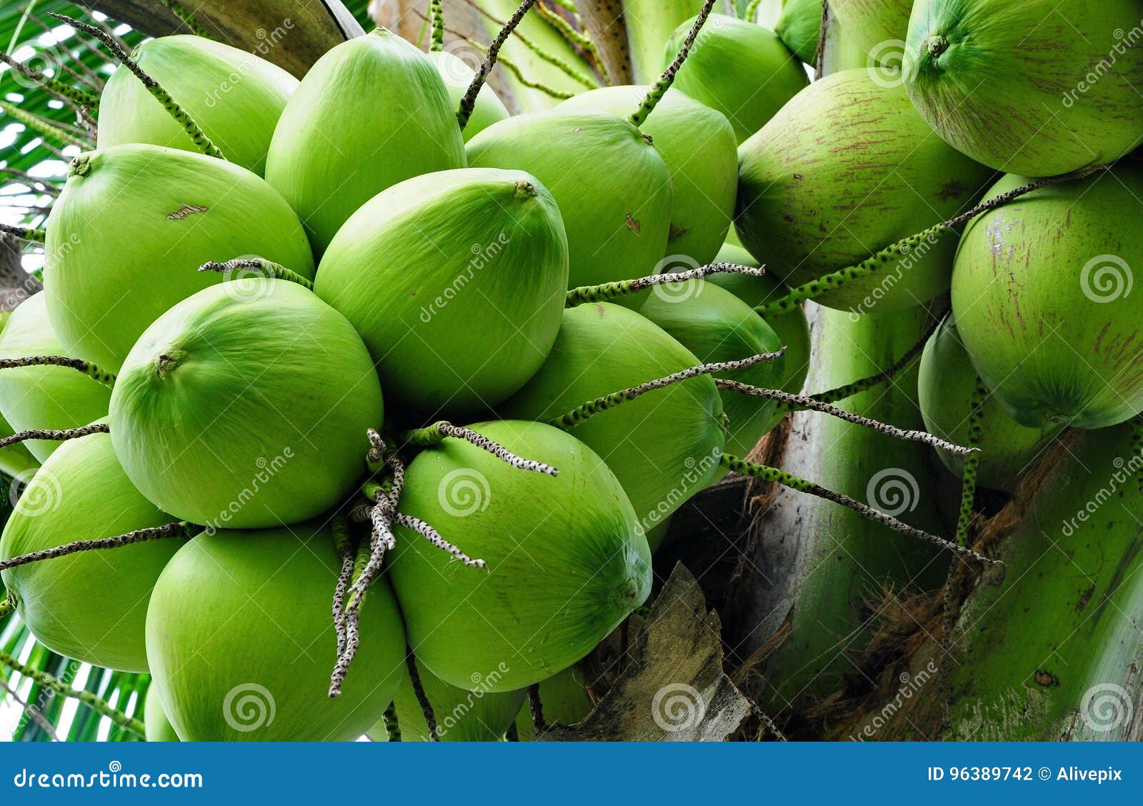 Coconut bunch stock photo. Image of bunch, fresh, green - 96389742