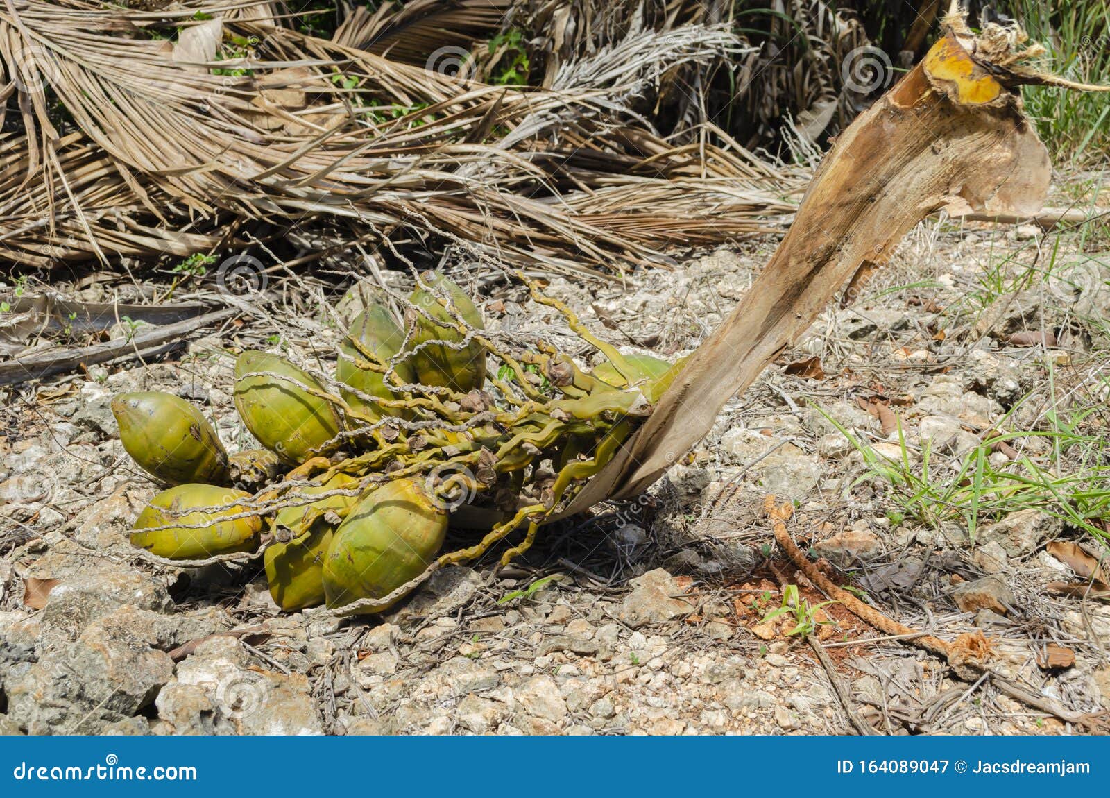 Coconut Bunch on the Ground Stock Image - Image of coconut, arecaceae ...