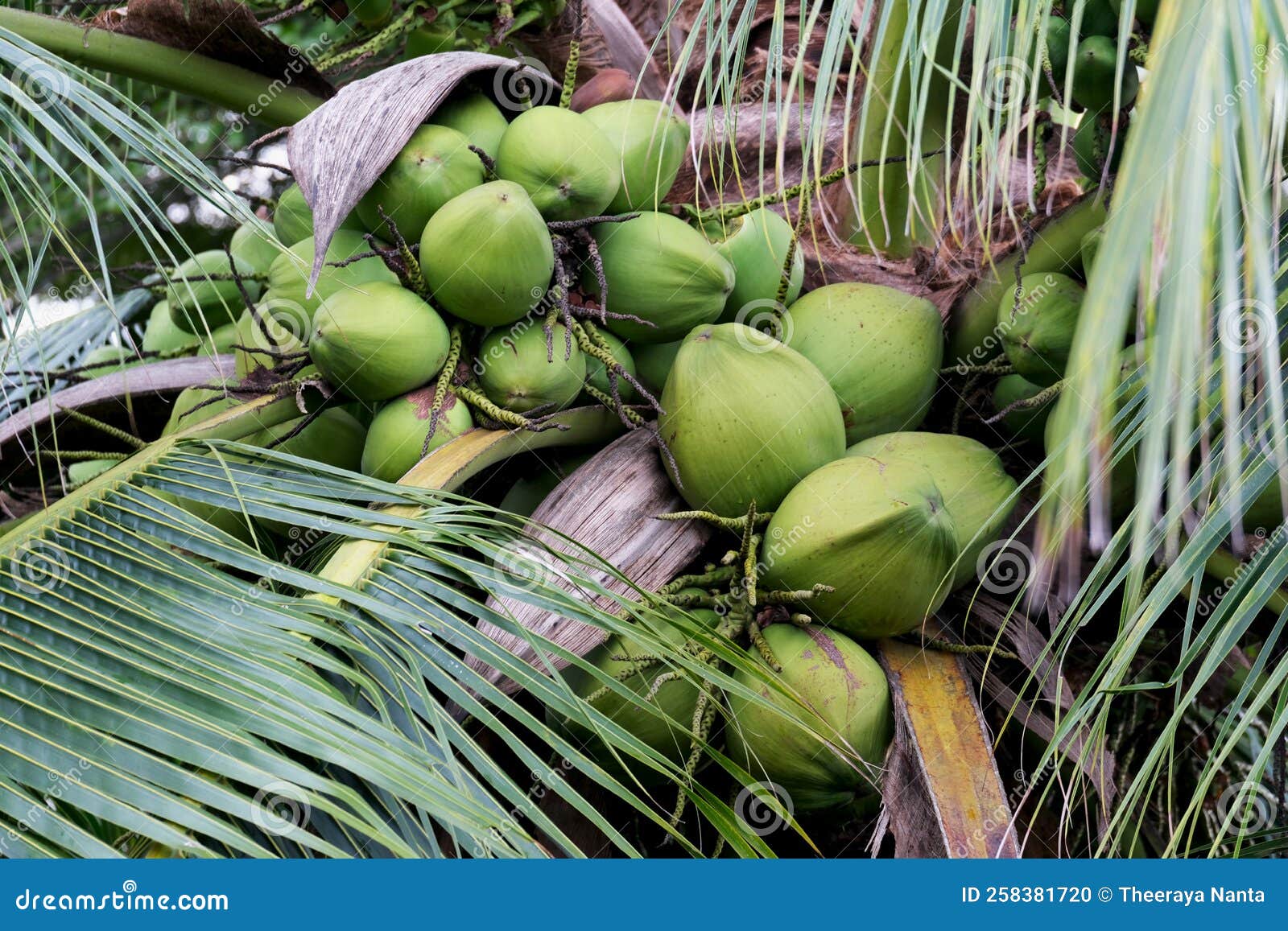 Coconut bunch hanging stock photo. Image of india, harvest - 258381720