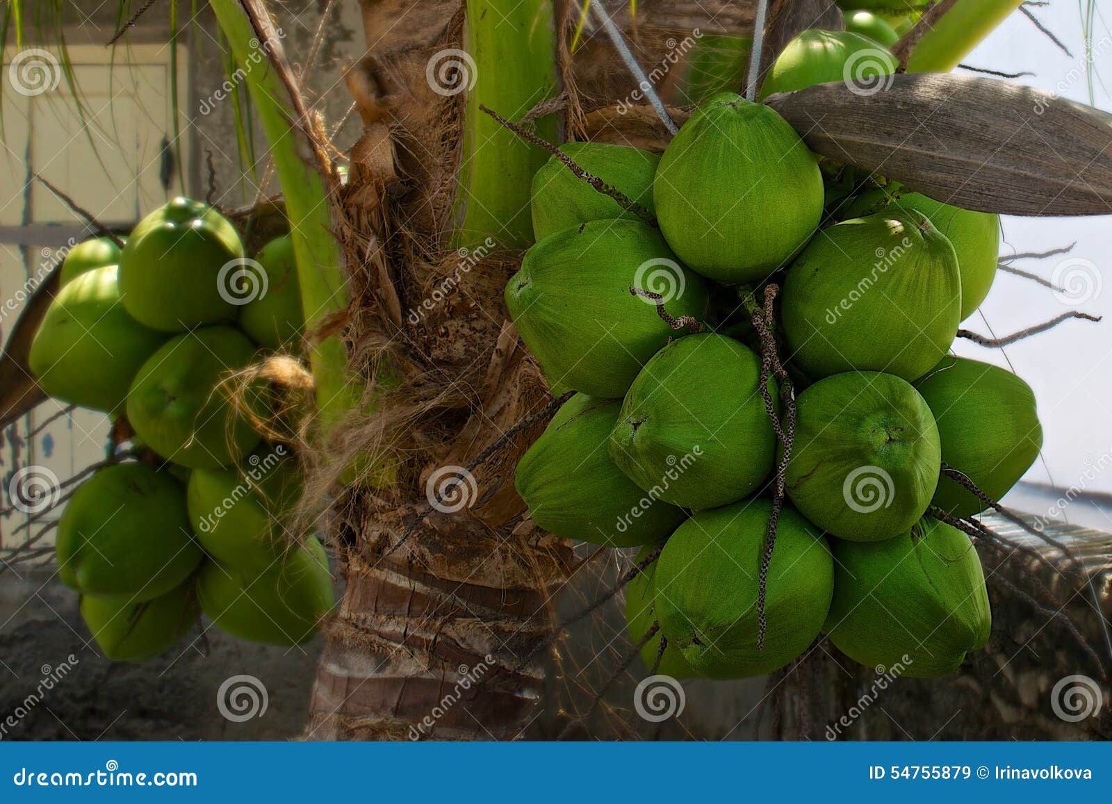 Coconut Bunch on the Palm Tree Stock Image - Image of palm, plant: 54755879