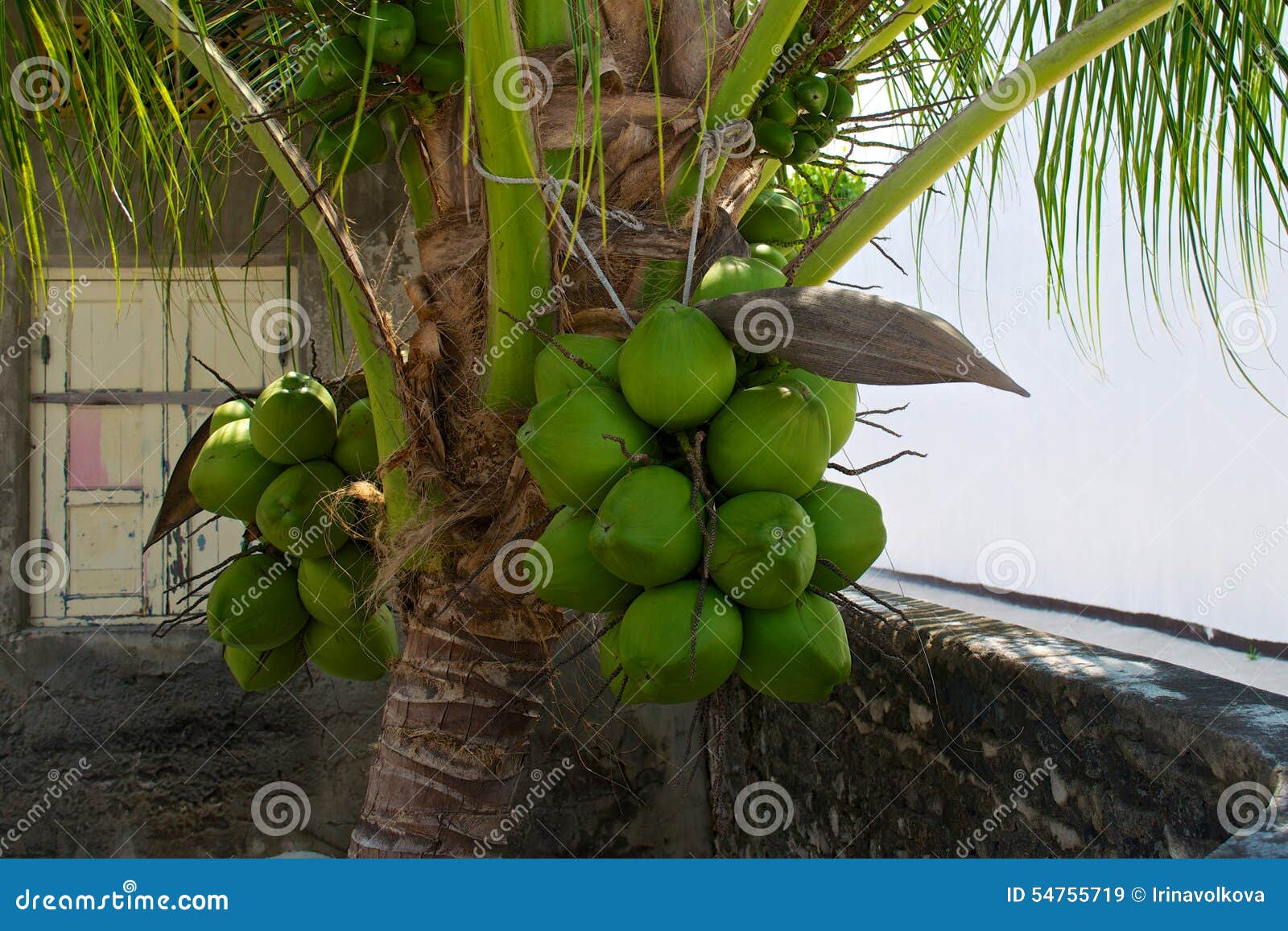 Coconut Bunch on the Palm Tree in the Garden Stock Image - Image of ...