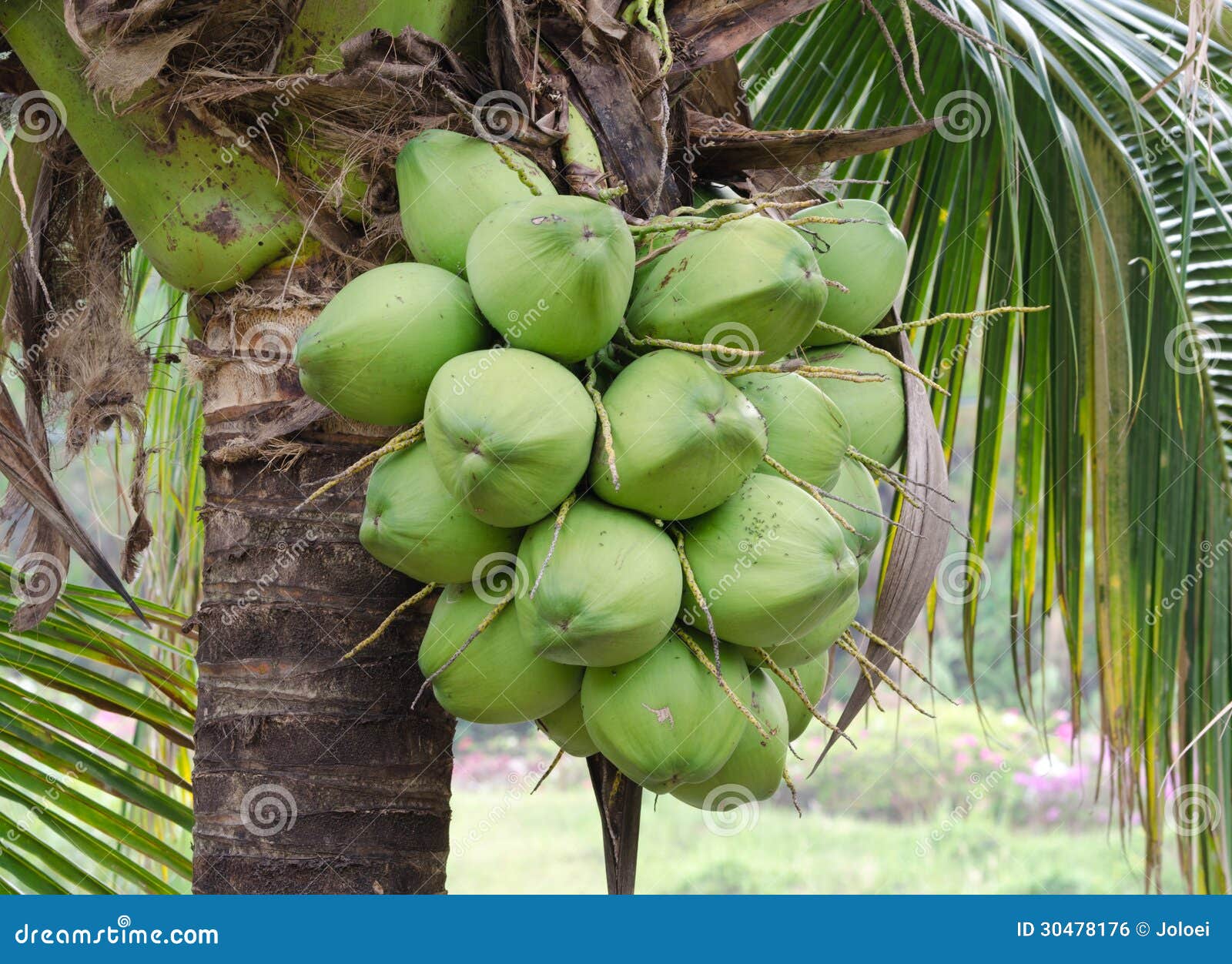 Coconut stock photo. Image of farm, drink, closeup, growth - 30478176