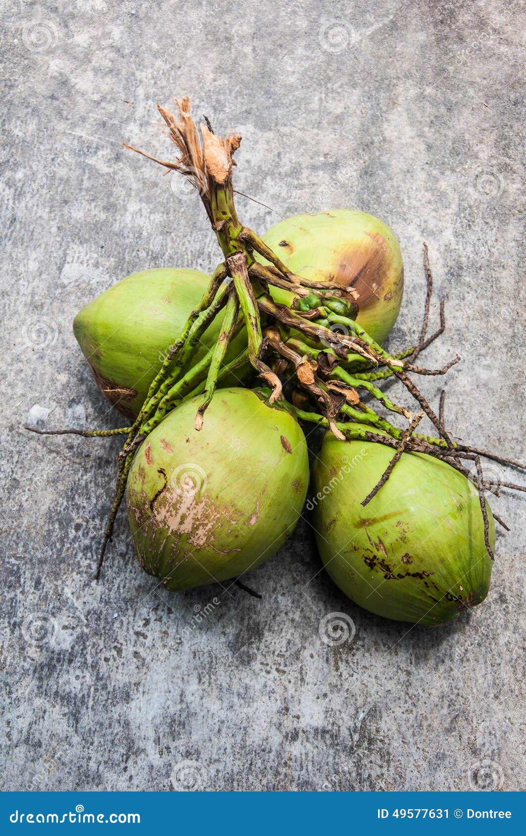 Coconut Bunch in the Tropical Garden Stock Image - Image of leaf ...