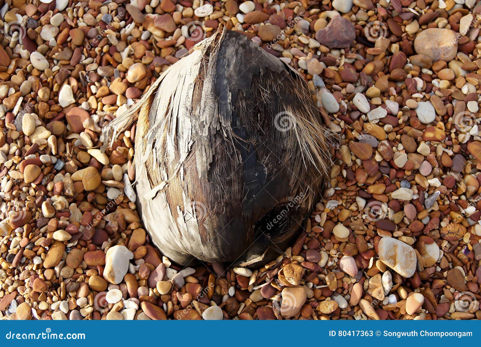 Coconut Buried and Stone Underwater Rocky Beach Stock Image - Image of ...