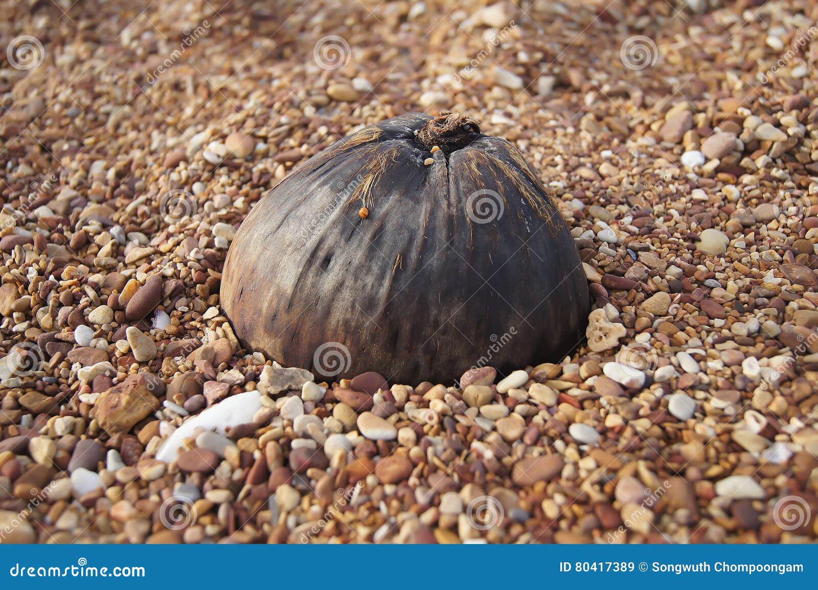 Coconut Buried and Stone Underwater Rocky Beach Stock Image - Image of ...