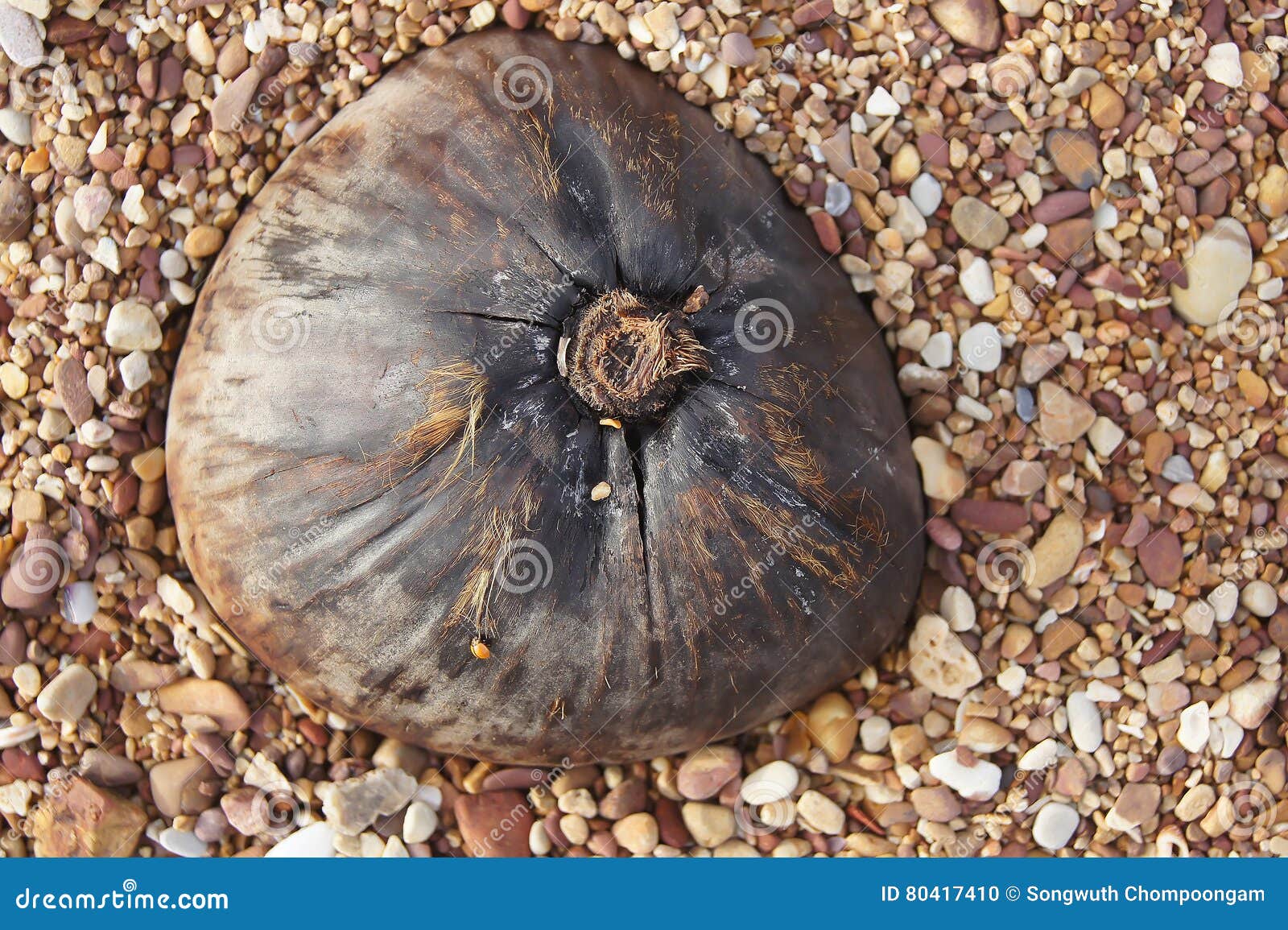Coconut Buried and Stone Underwater Rocky Beach Stock Photo - Image of ...