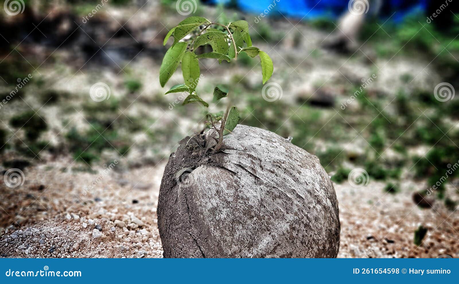 Coconut and bush wild stock photo. Image of brown, coconut - 261654598