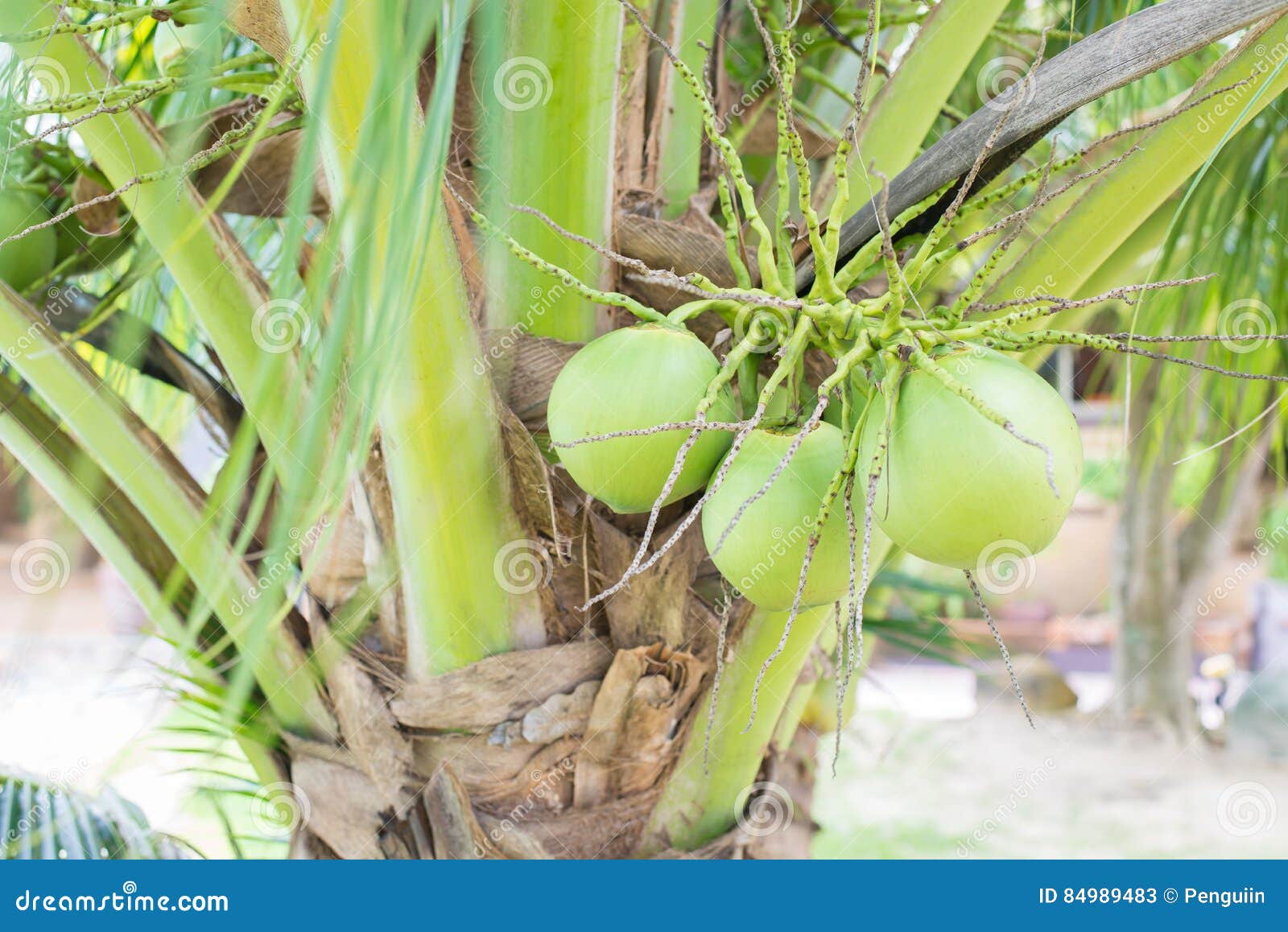 Coconut Cluster on Coconut Tree Stock Image - Image of closeup, fresh ...