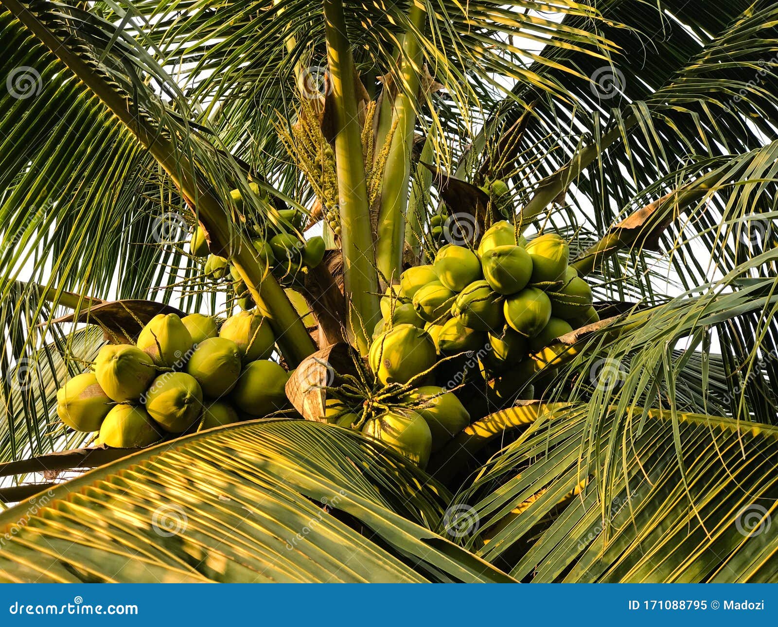 Coconut Cluster on Coconut Tree Stock Image - Image of coconut, group ...
