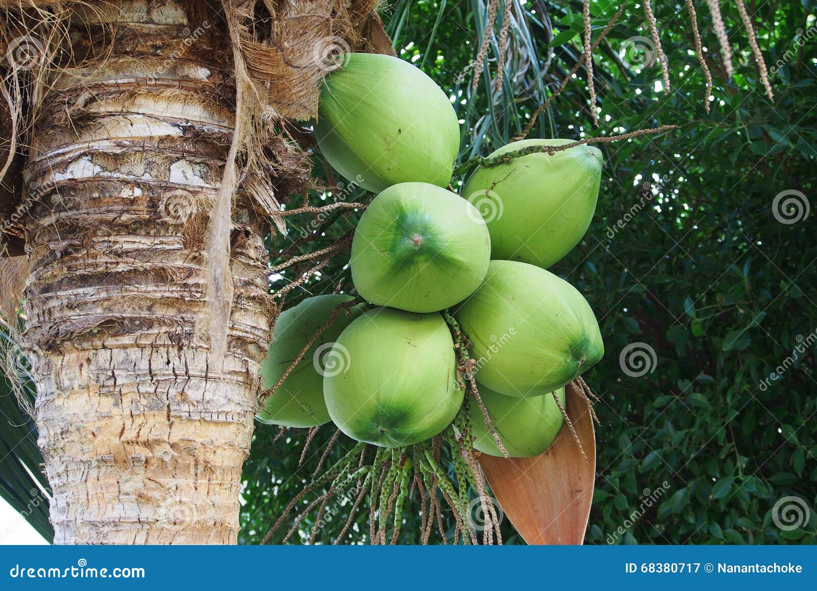 Coconut Cluster on Coconut Tree Stock Image - Image of group, plant ...