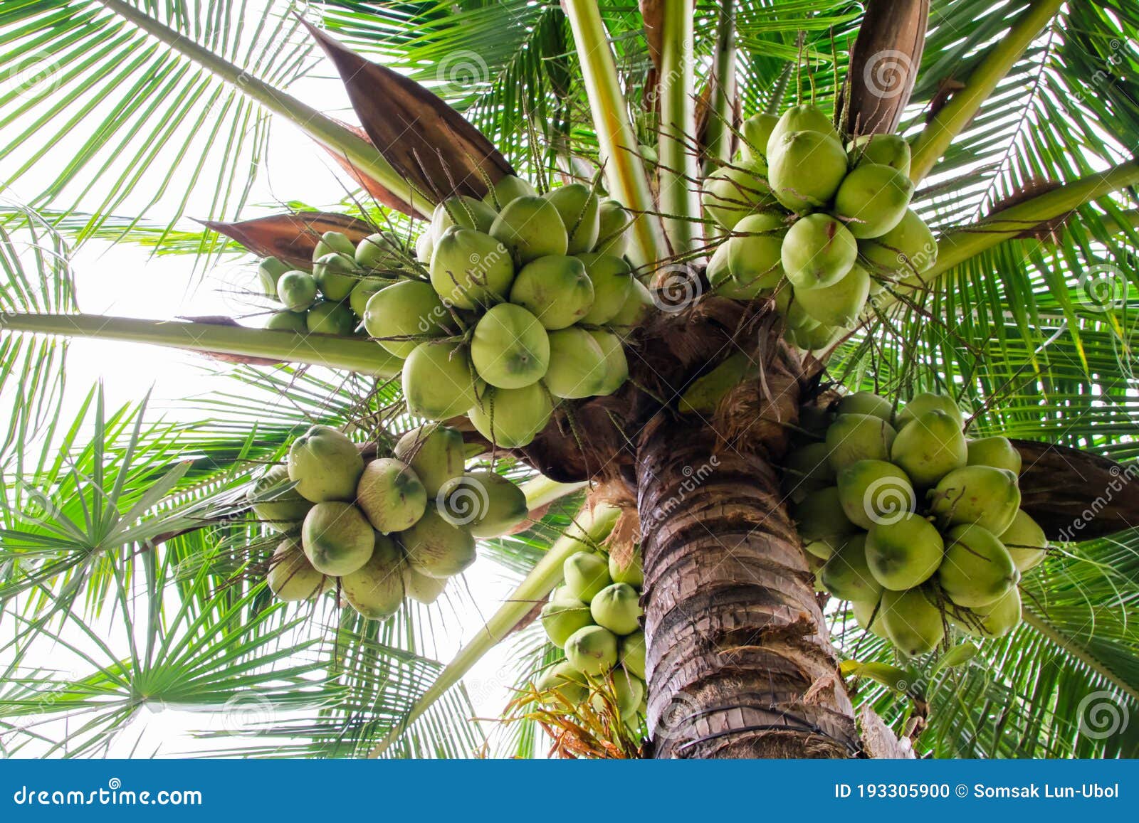 Coconut Cluster on the Coconut Tree Stock Photo - Image of natural ...