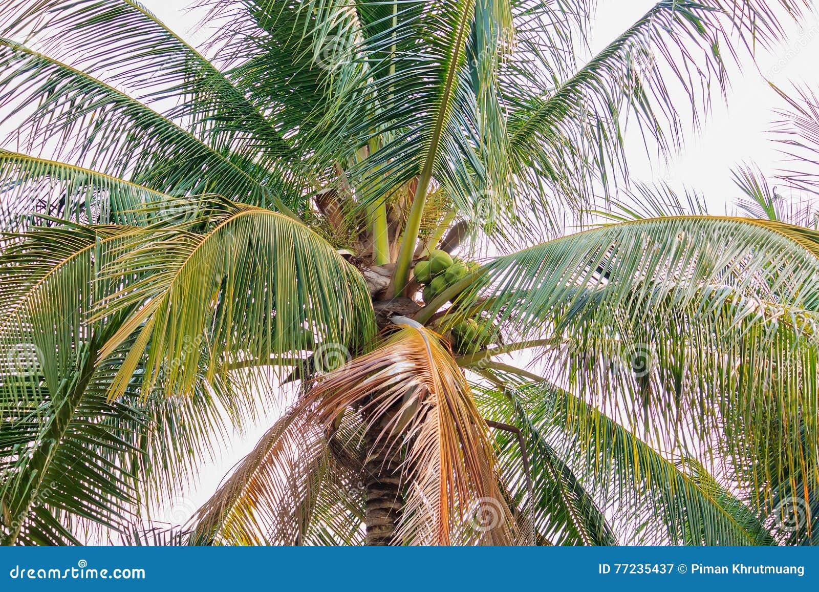 Coconut on coconut tree stock image. Image of branch - 77235437