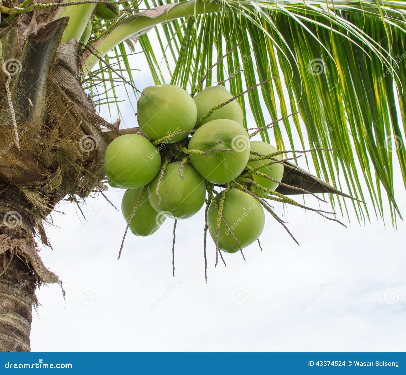 Coconut stock photo. Image of tree, coconut, fresh, stems - 43374524