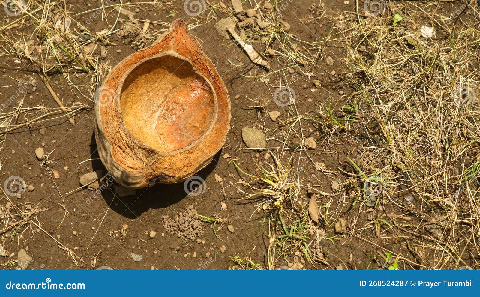 Coconut Fiber Shells on the Ground Stock Image - Image of healthy ...