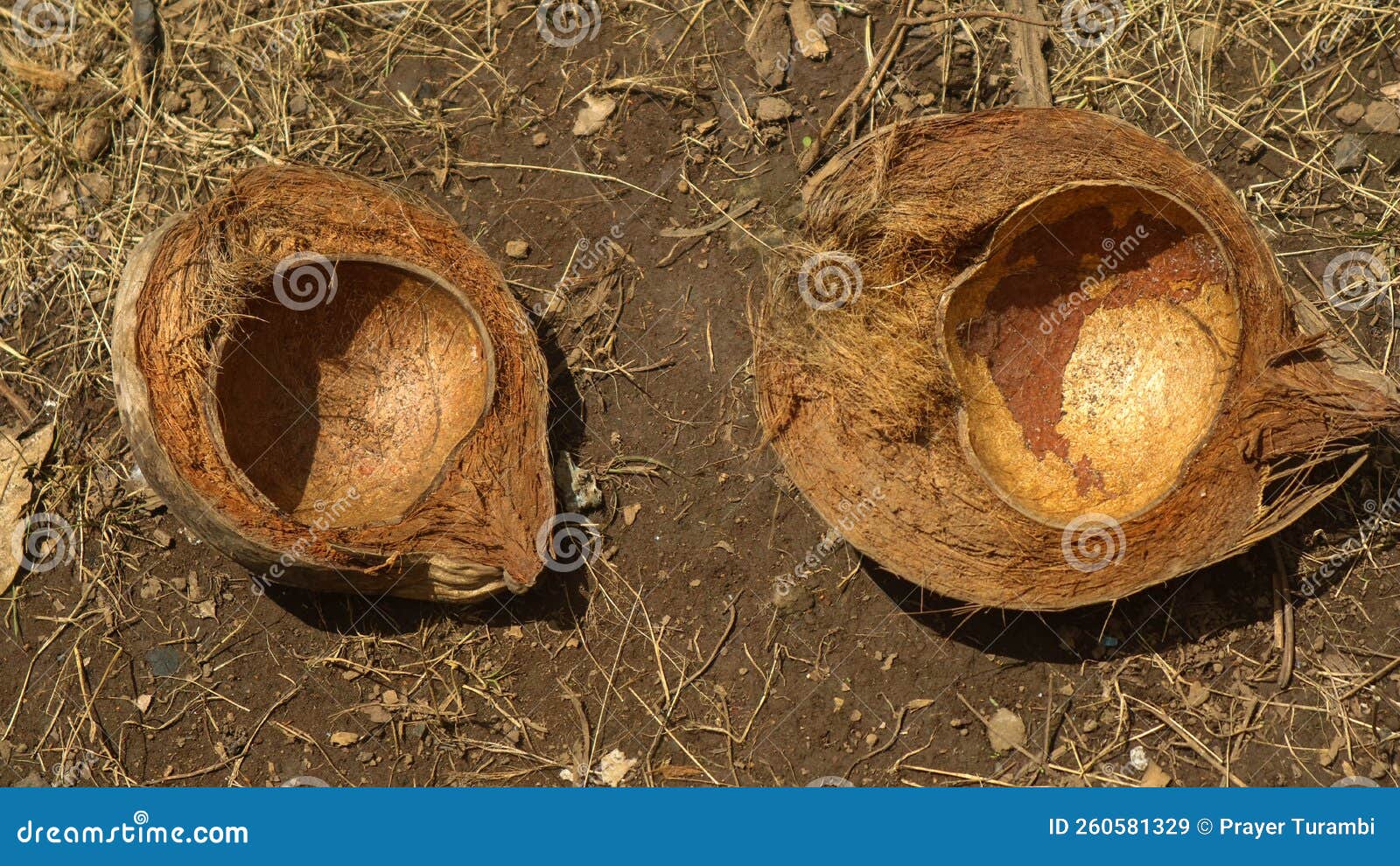 Coconut Fiber Shells on the Ground Stock Image - Image of peat, husk ...