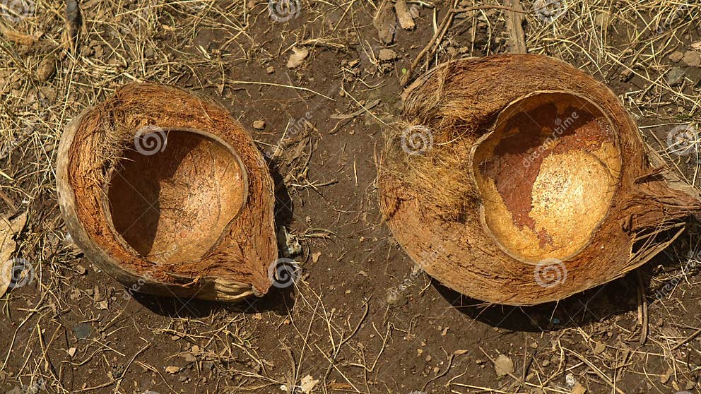 Coconut Fiber Shells on the Ground Stock Image - Image of peat, husk ...