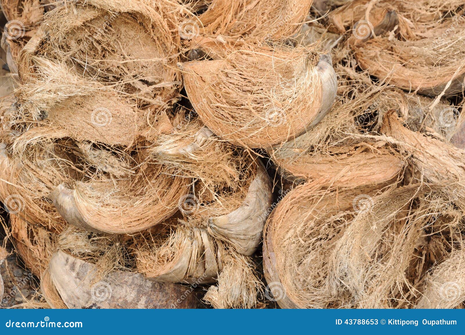 Coconut Coir Husk on Back Ground Stock Image - Image of coconut, hairy ...