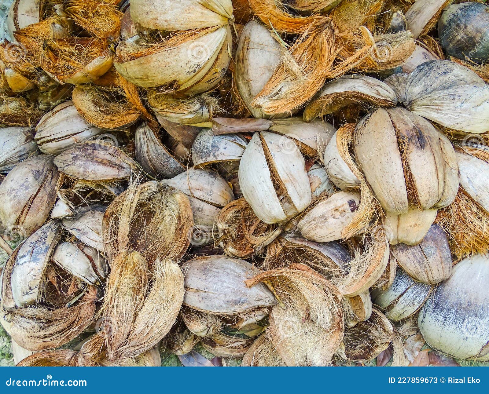 Coconut Coir Scattered on the Floor Stock Image - Image of flower, dish ...