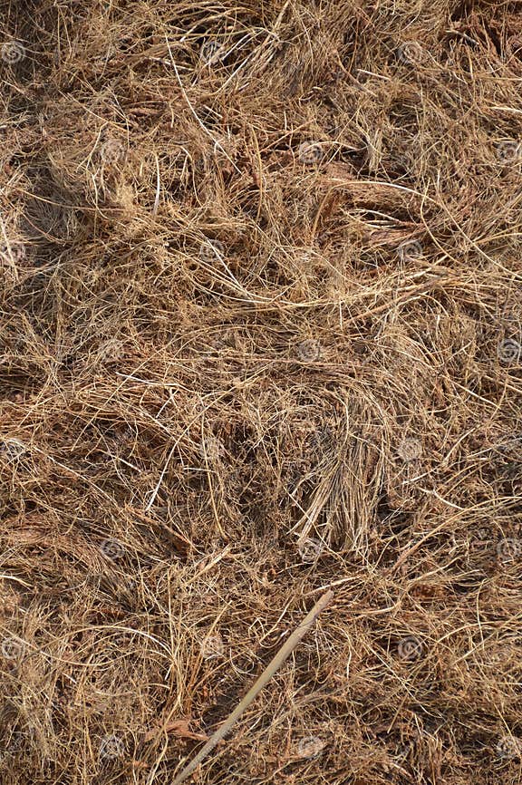 Coconut coir texture stock photo. Image of texture, dust - 74396324