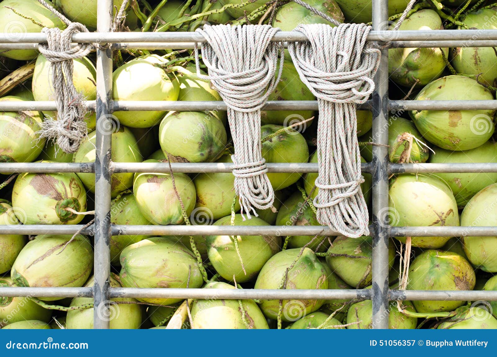 Coconut container stock image. Image of coconut, freight - 51056357