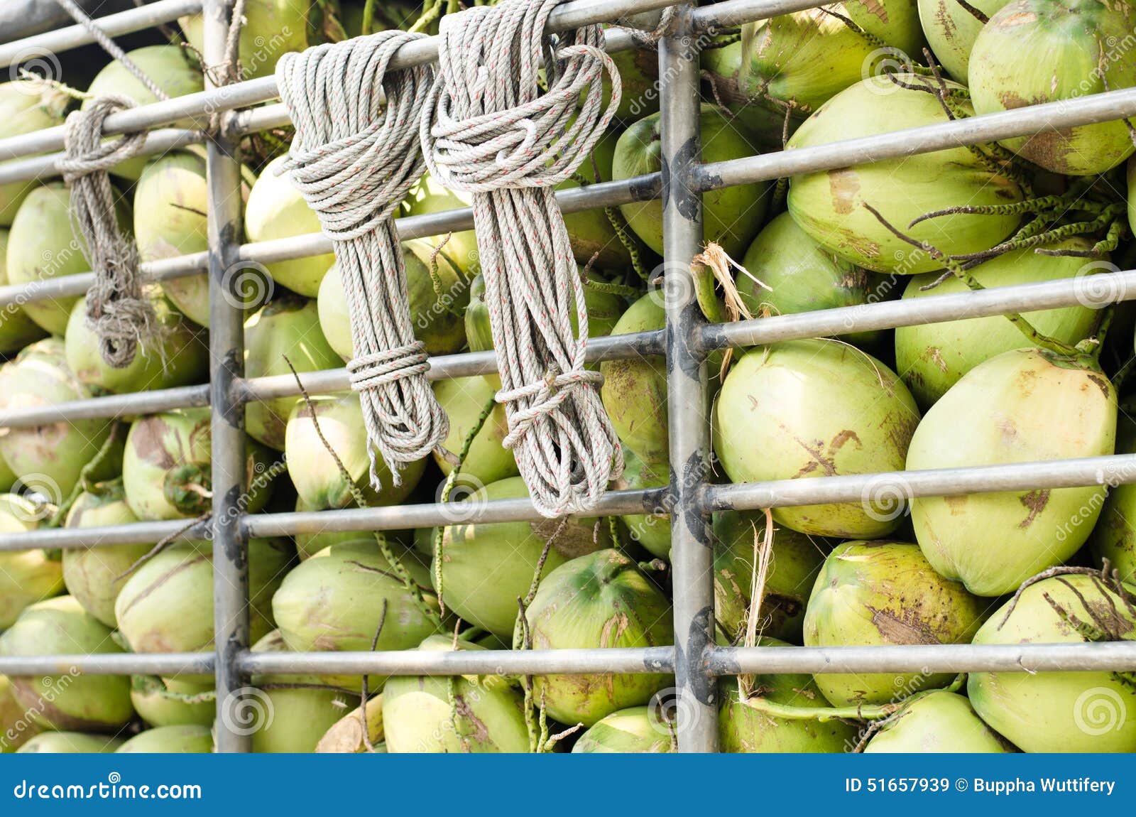 Coconut container stock image. Image of carry, green - 51657939
