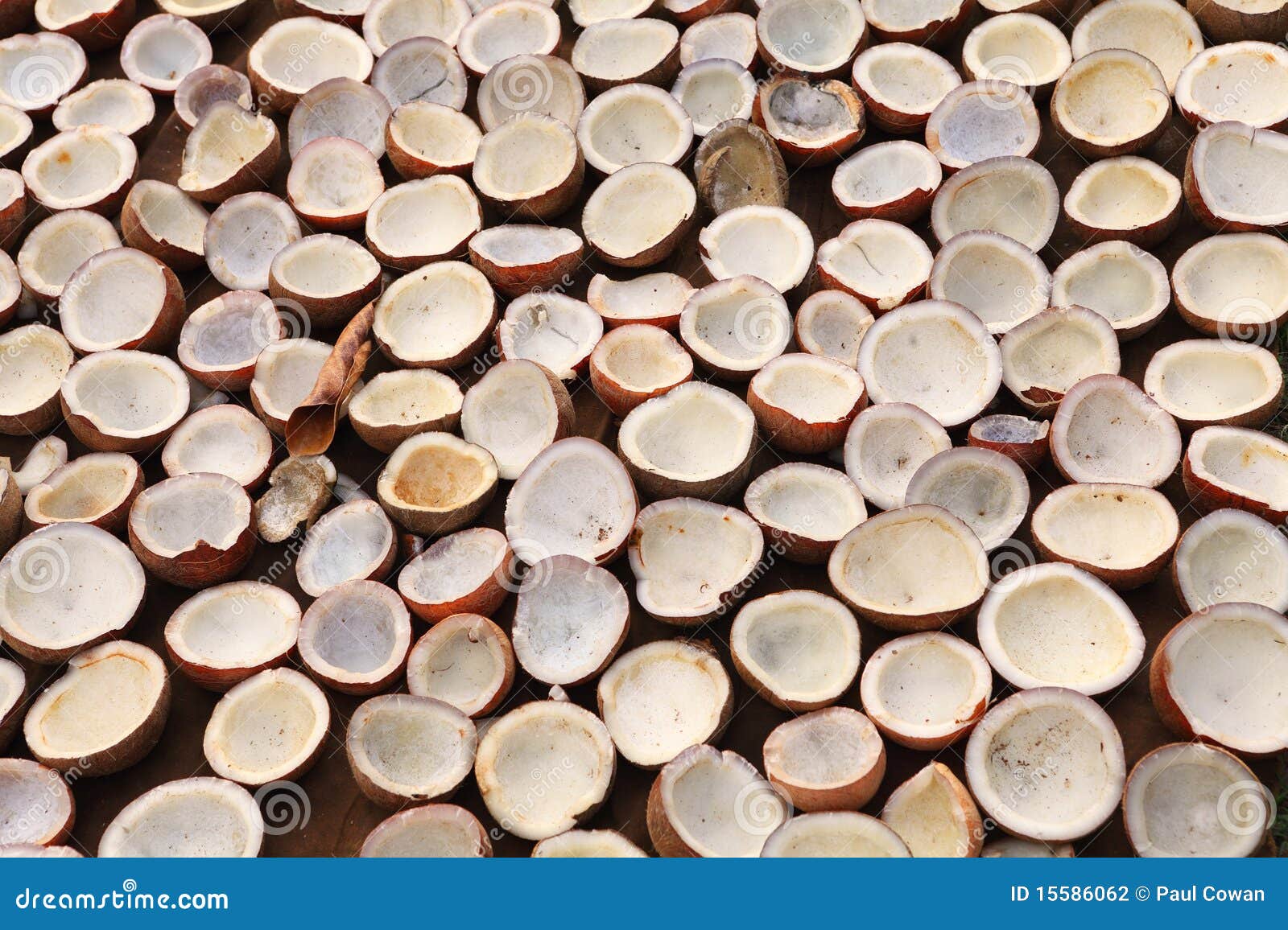 Coconut Copra Drying in Kerala Stock Photo - Image of production ...