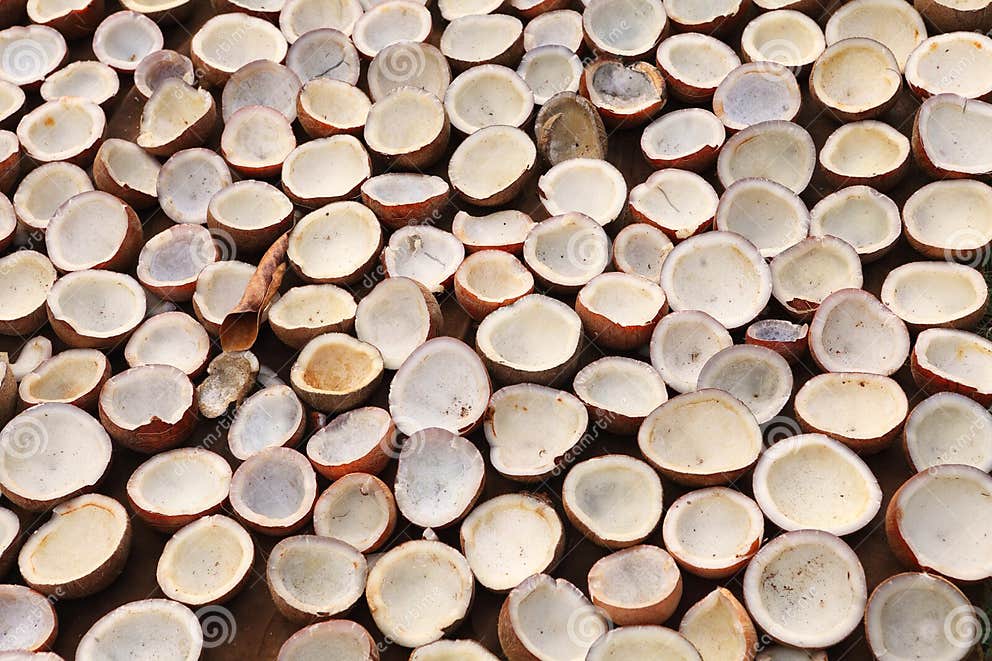 Coconut Copra Drying in Kerala Stock Photo - Image of production ...