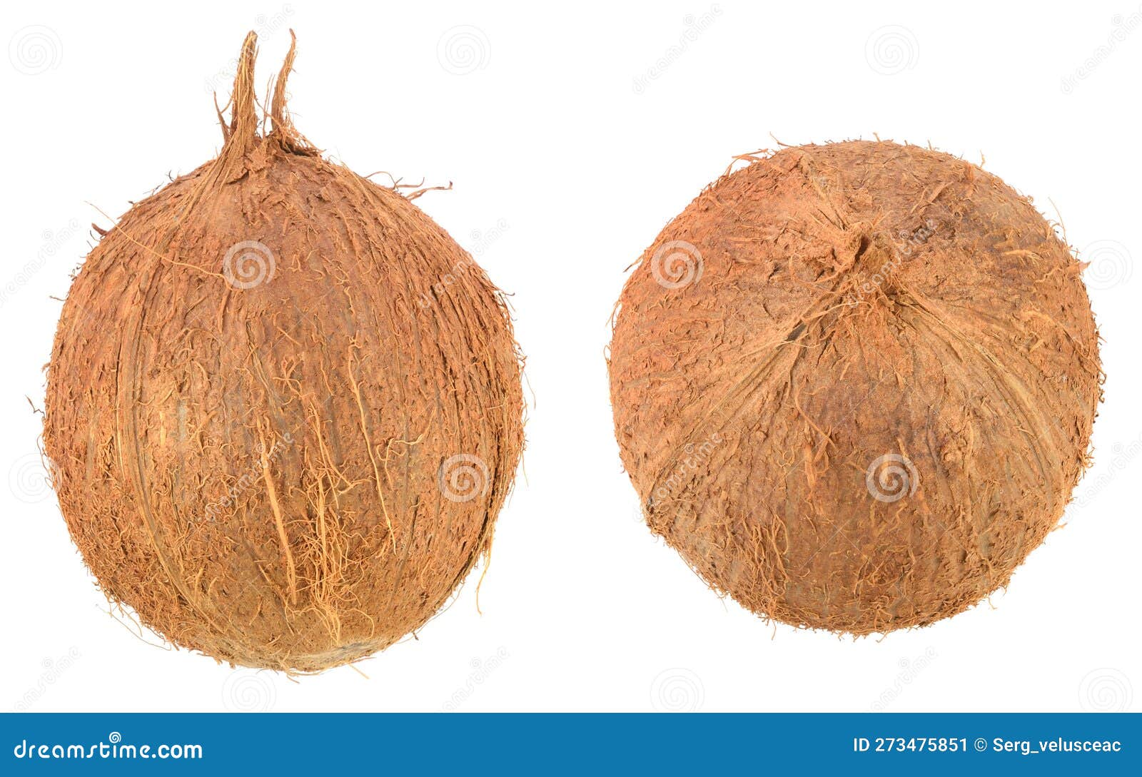 Coconut from Different Angles Isolated on White Stock Image - Image of ...
