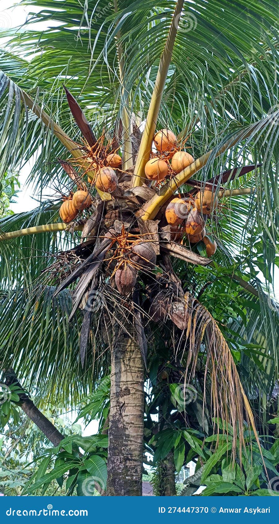 Coconut Dried on the Tree and the Young One Stock Photo - Image of ...