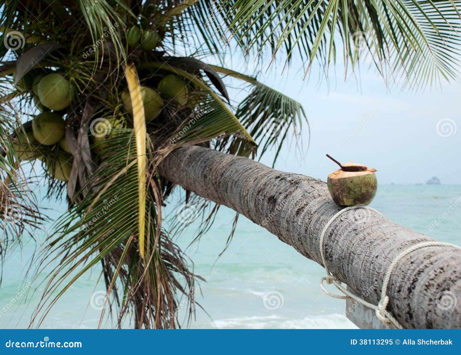 Coconut with Drinking Straw Stock Image - Image of drinking, green ...