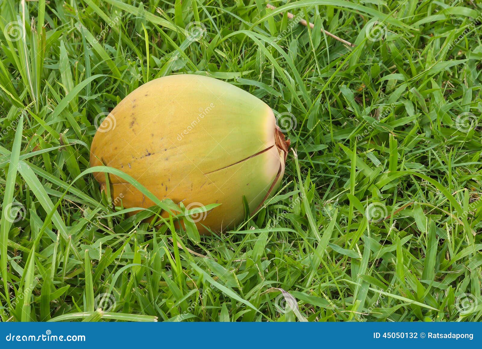 Coconut stock photo. Image of freshness, coco, branch - 45050132