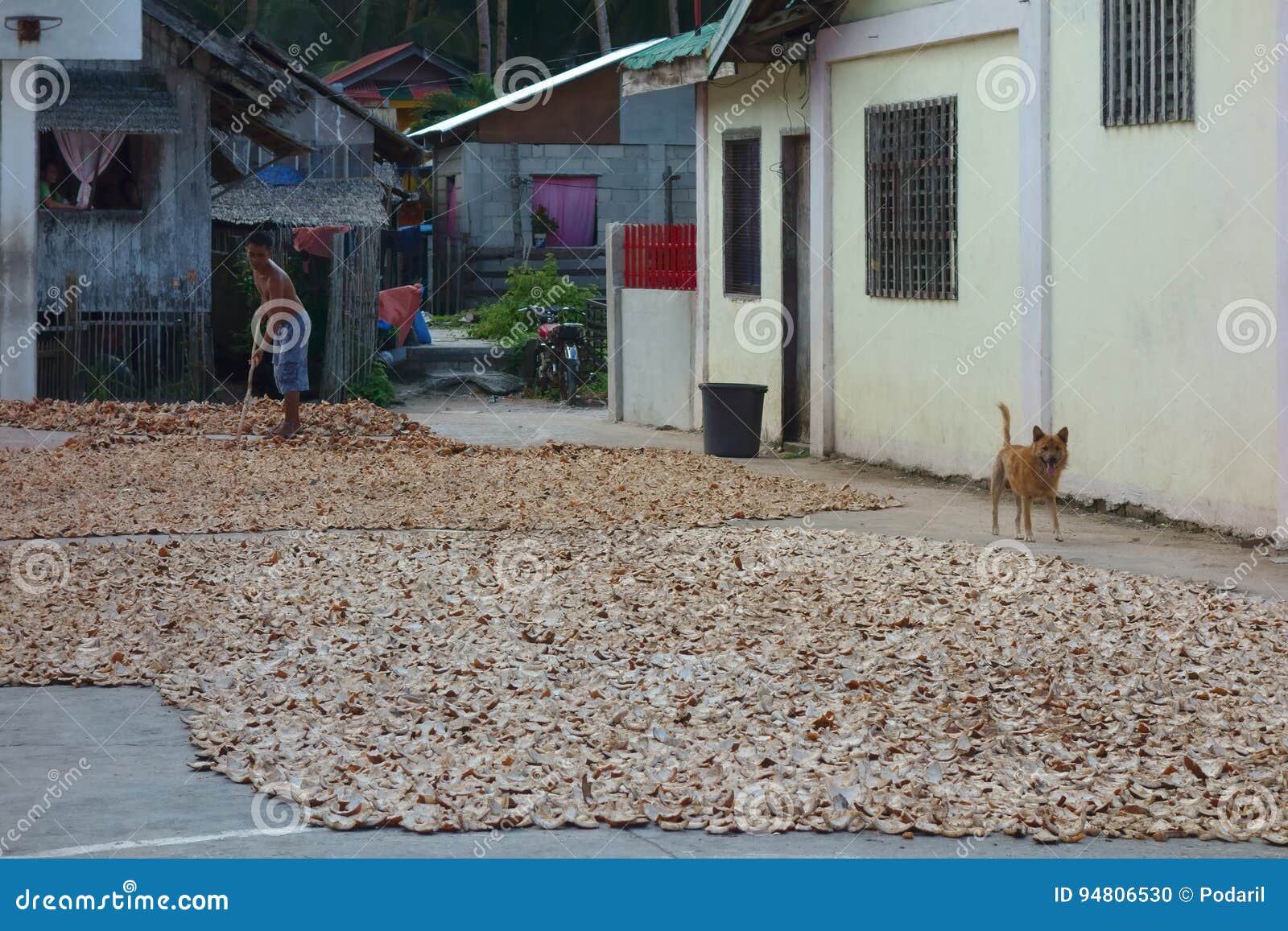 Coconut drying editorial image. Image of crop, philippines - 94806530