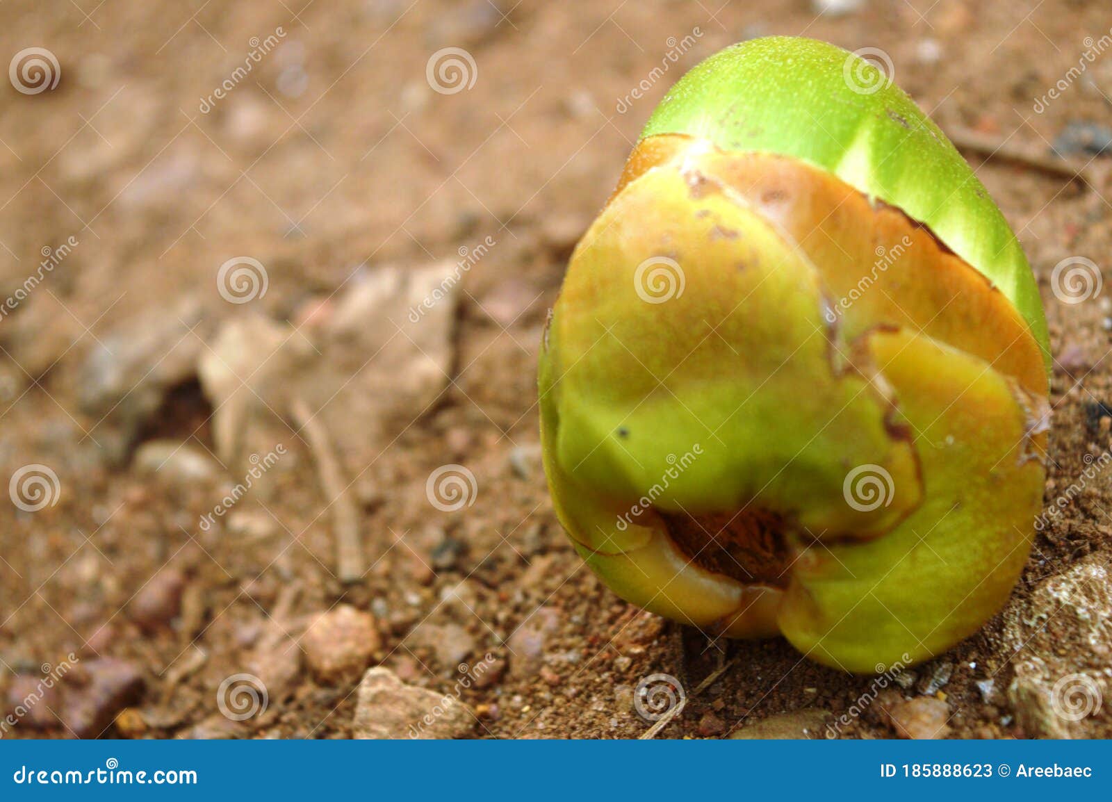 Coconut Early Stage of Growth Stock Image - Image of produce, branch ...