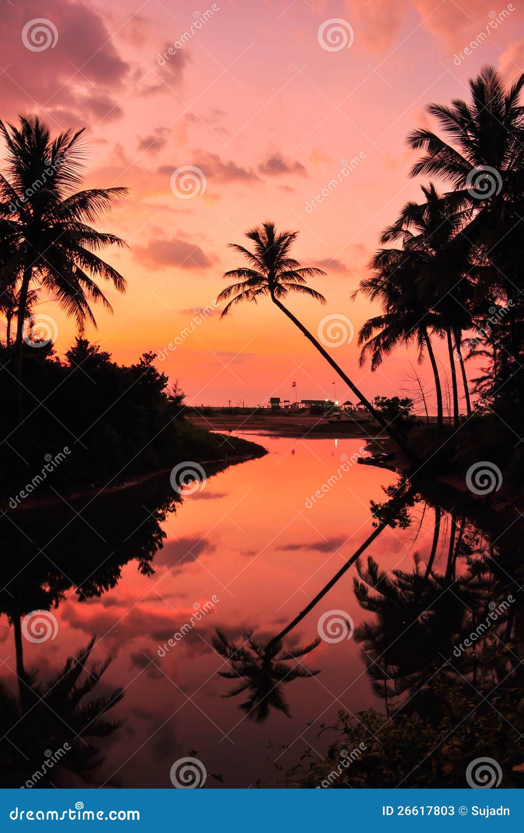 Coconut evening sunset stock image. Image of coconut - 26617803